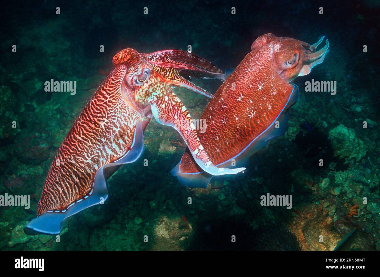 Pharao cuttlefish (Sepia pharaonis) with soft corals. Andaman Sea ...