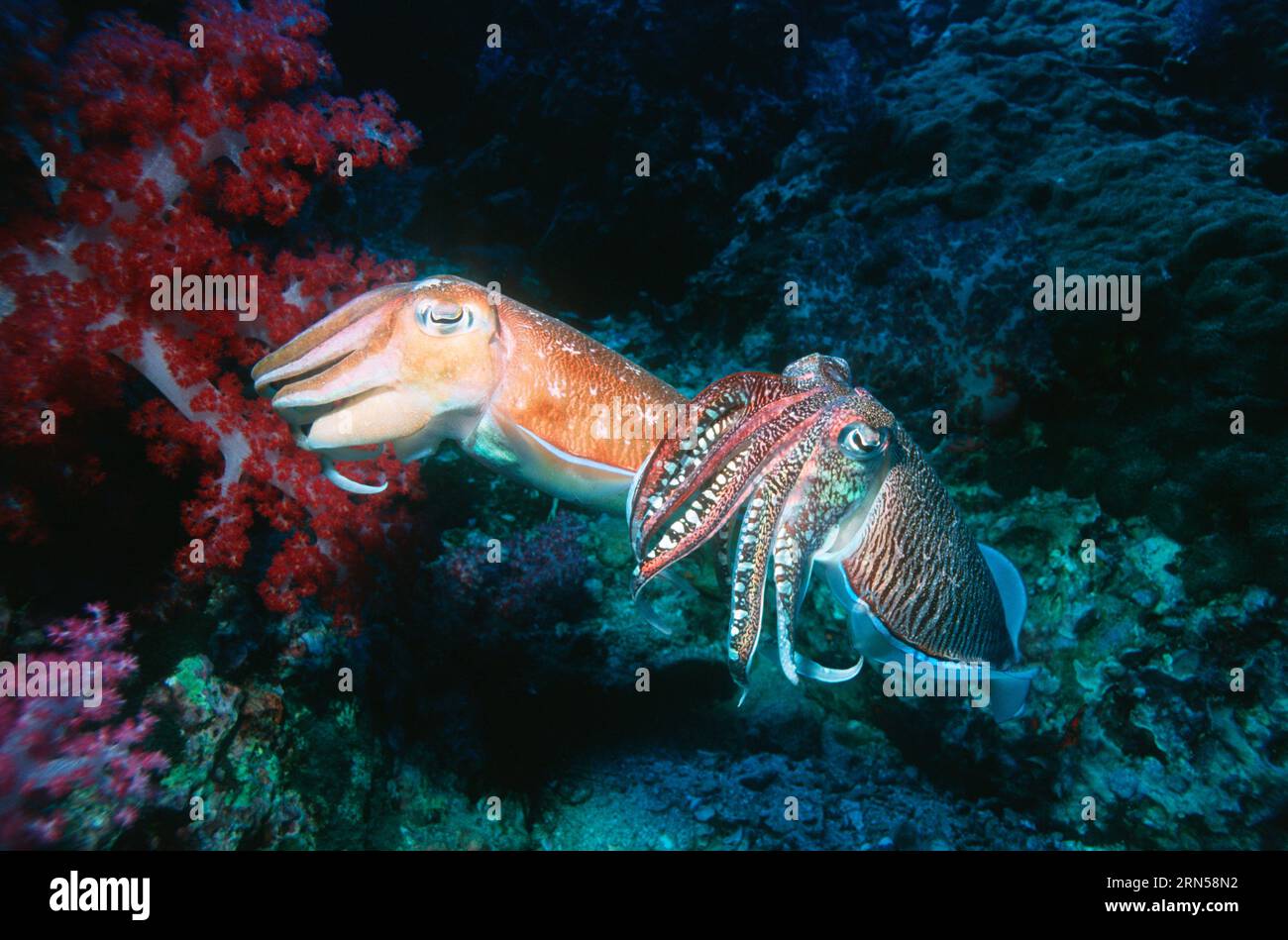 Pharaoh cuttlefish (Sepia pharaonis), male guarding egg laying female ...