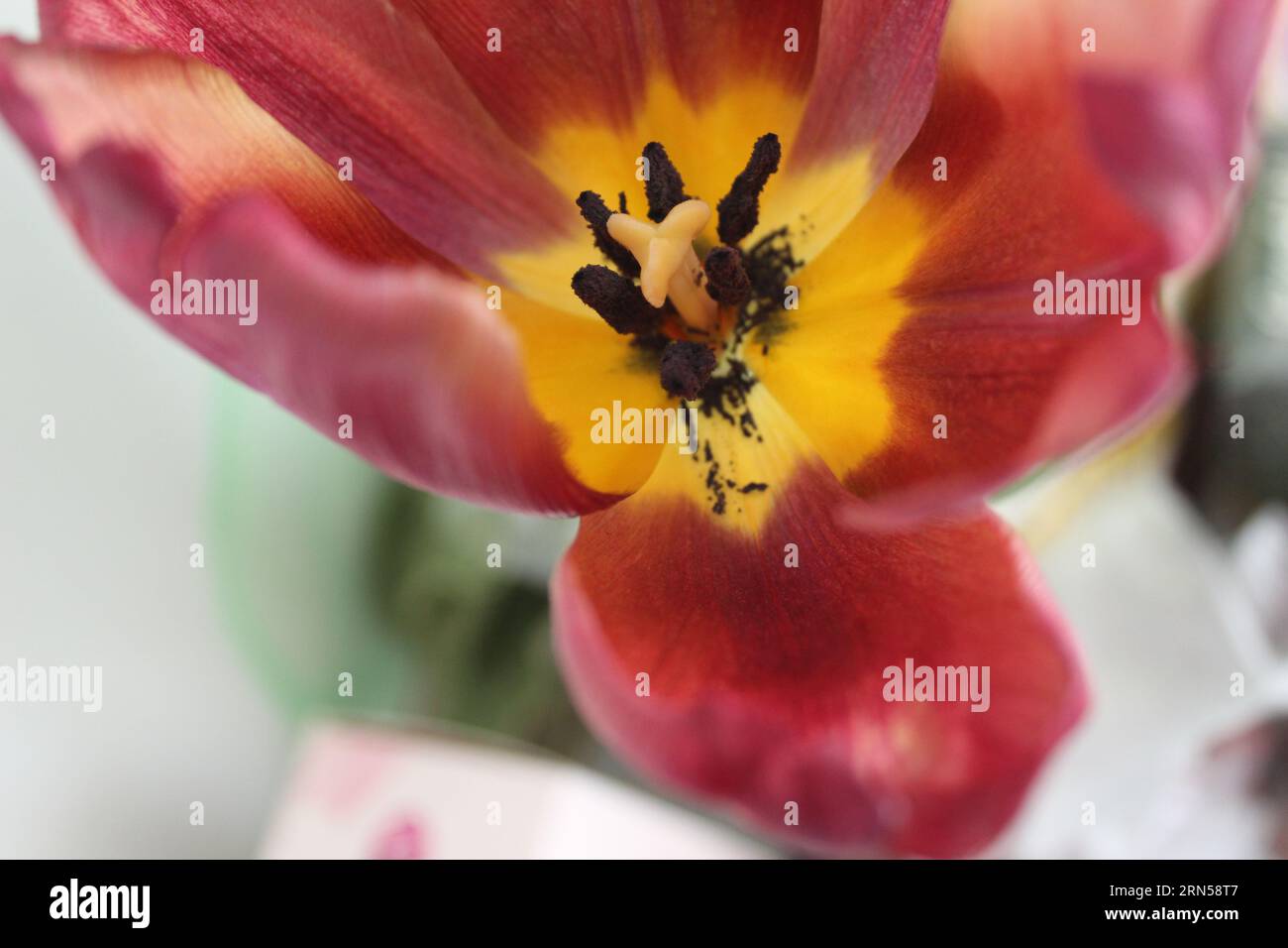 Pistils and stamens in a tulip flower close-up. reproduction of flowers ...