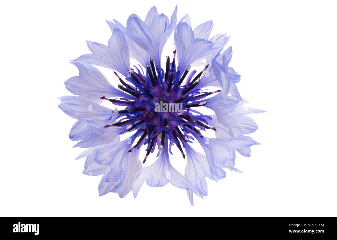flower cornflower isolated on white background Stock Photo - Alamy