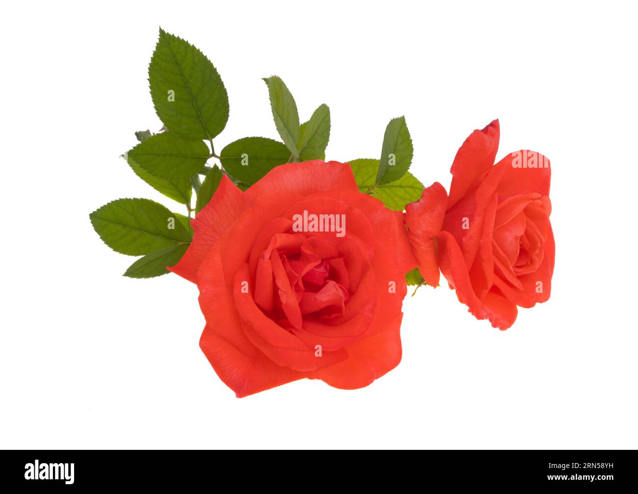 red rose isolated on white background Stock Photo - Alamy