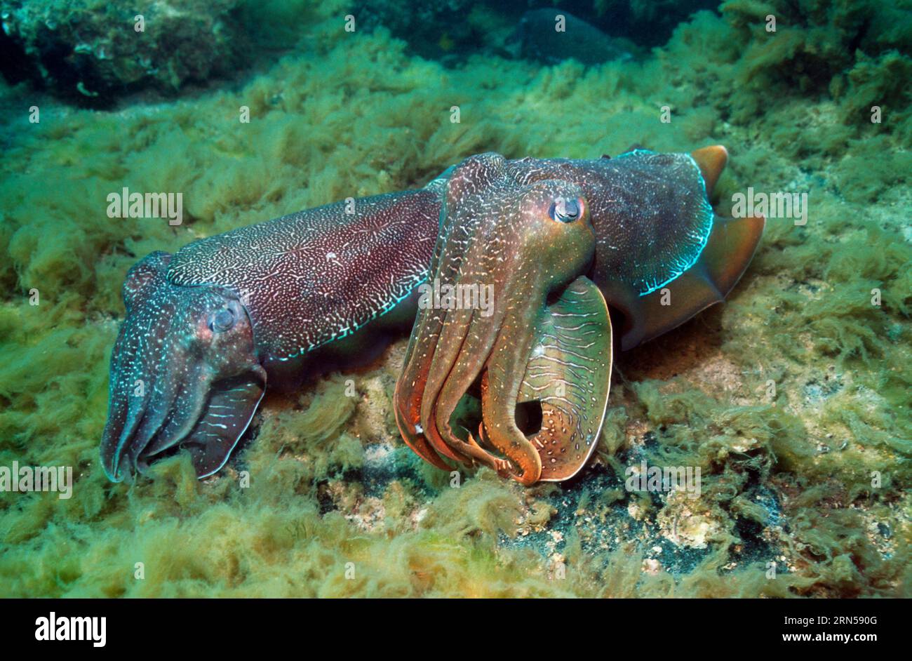 Giant cuttlefish (Sepia apama) male guarding egg-laying female. Spencer ...