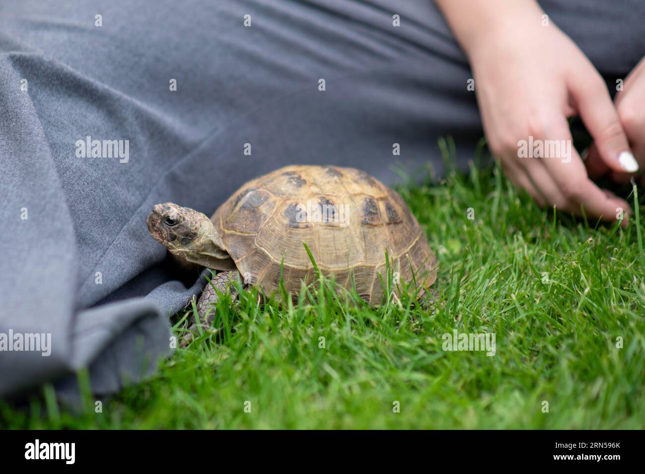Turtle in a meadow, Germany Stock Photo - Alamy