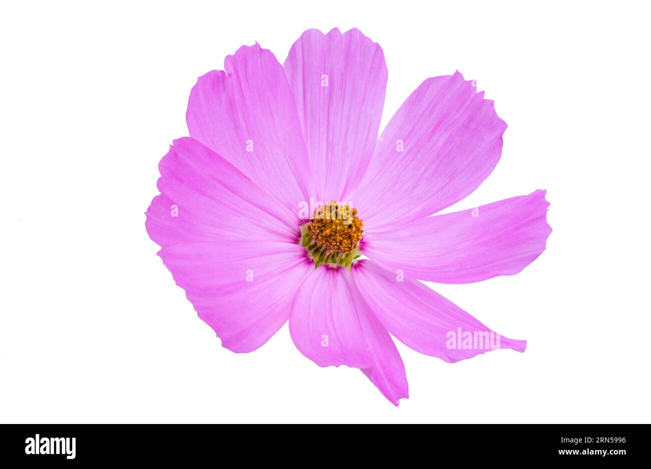 cosmea flower isolated on white background Stock Photo - Alamy