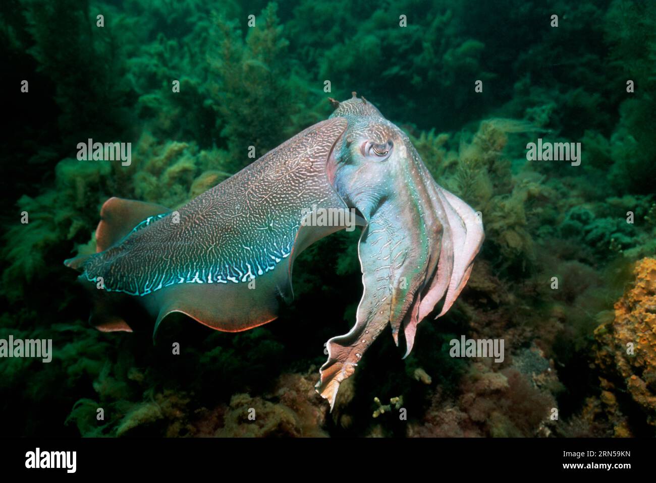 Giant cuttlefish (Sepia apama), male. Spencer Gulf, Whyalla, SA ...