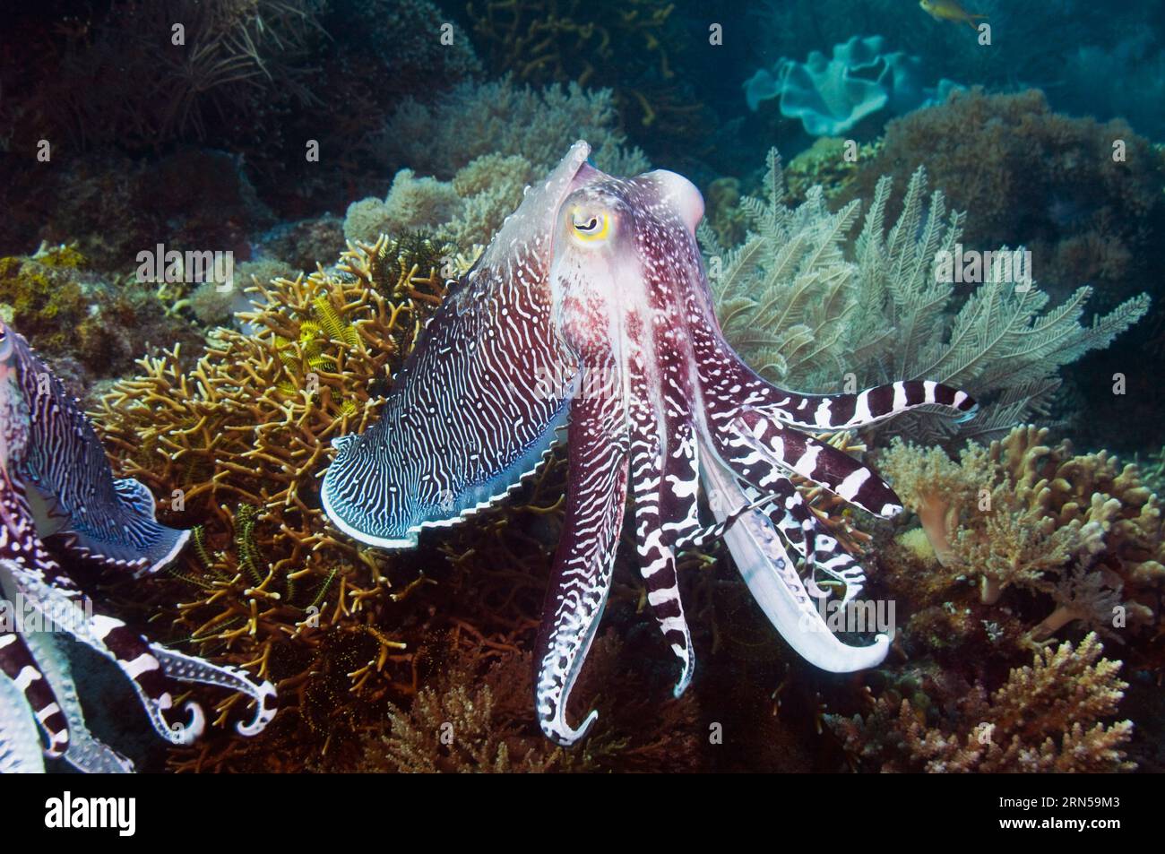 Broadclub cuttlefish (Sepia latimanus) male showing breeding colours ...