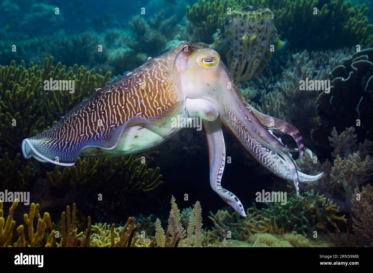 Cuttlefish fighting hi-res stock photography and images - Alamy