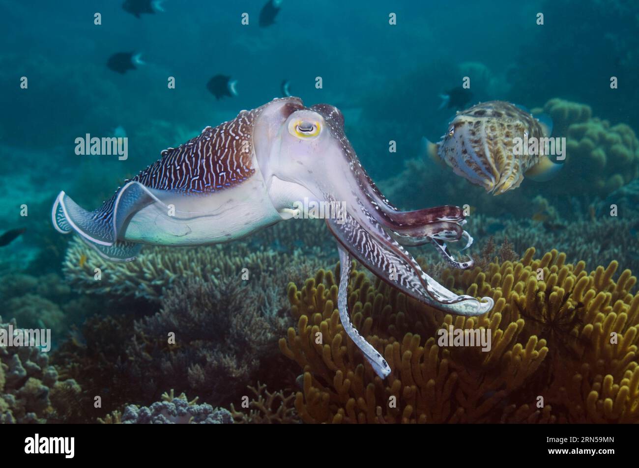 Cuttlefish fighting hi-res stock photography and images - Alamy