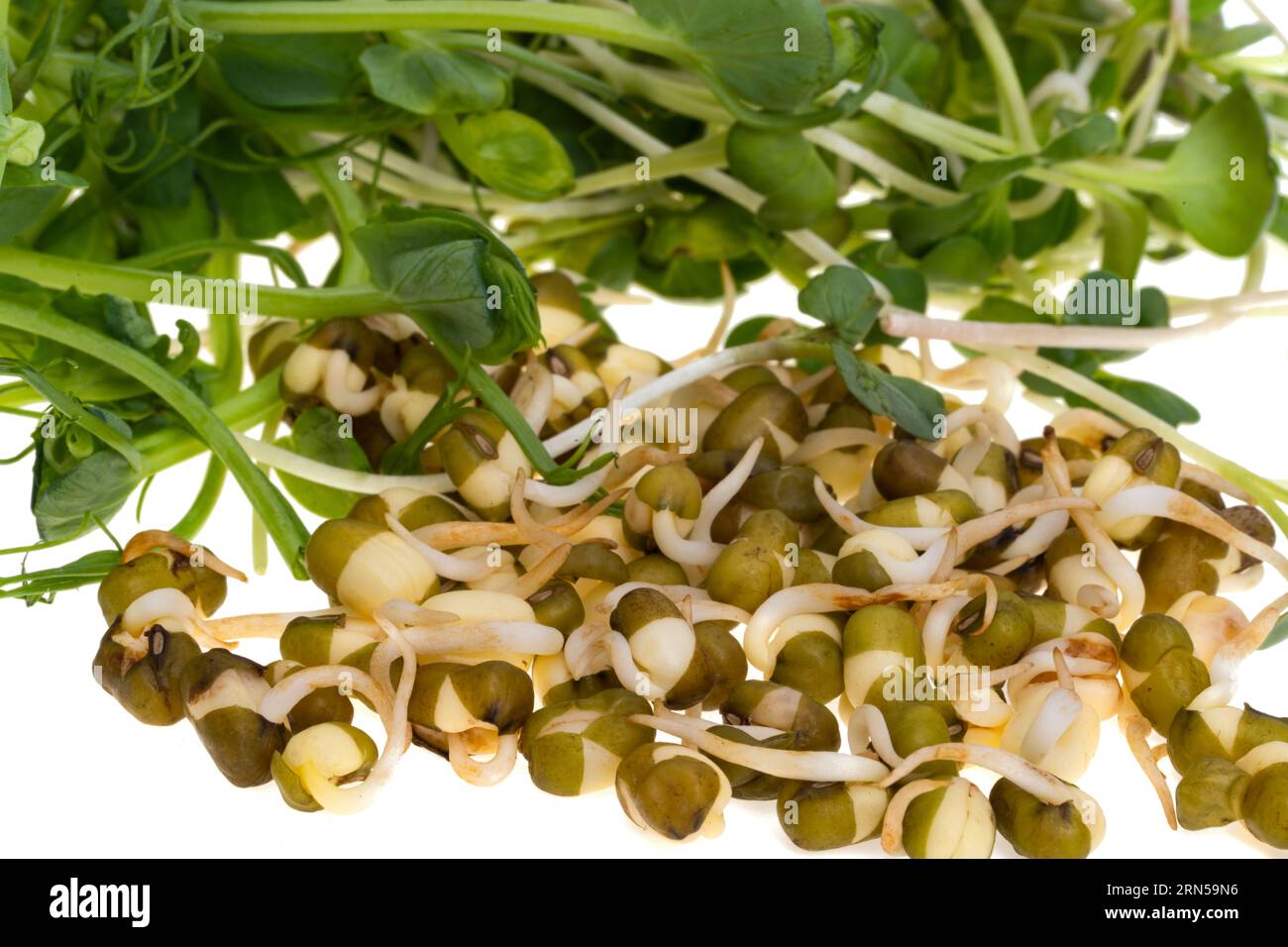 sprouted mung bean isolated on white background Stock Photo - Alamy