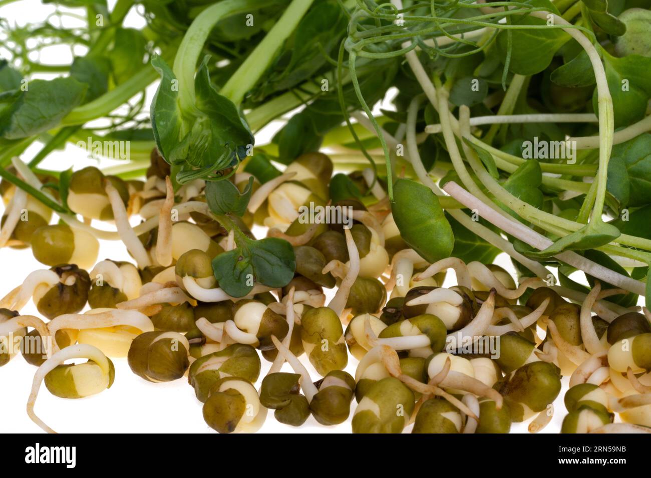 sprouted mung bean isolated on white background Stock Photo - Alamy
