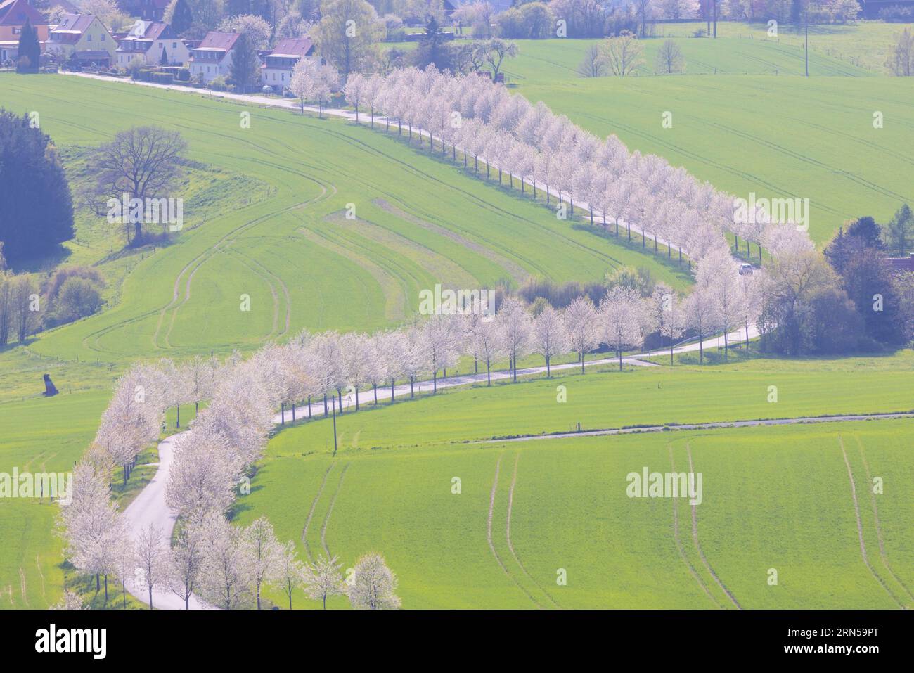 Cherry avenue on the Adamsberg Stock Photo - Alamy