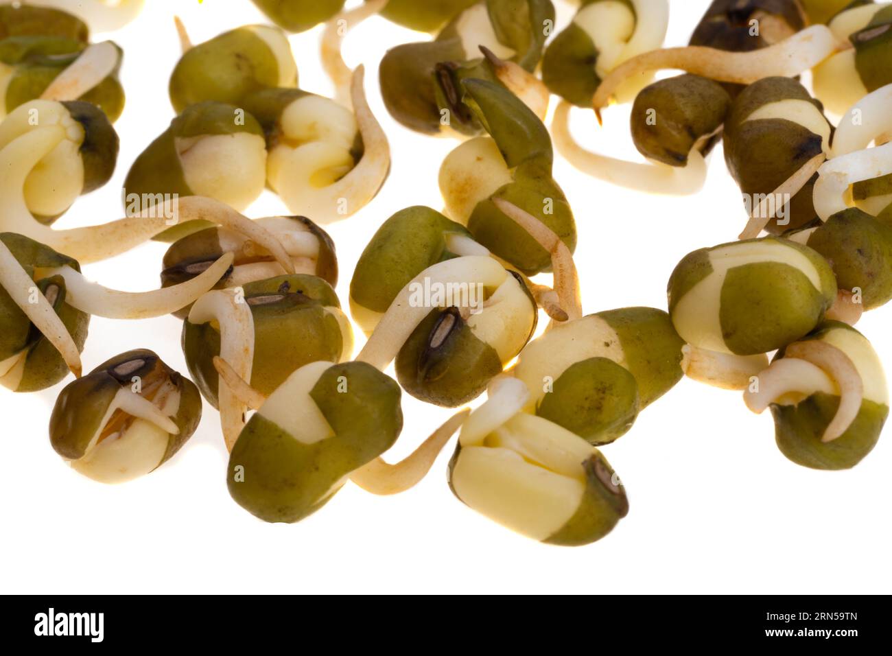 sprouted mung bean isolated on white background Stock Photo - Alamy