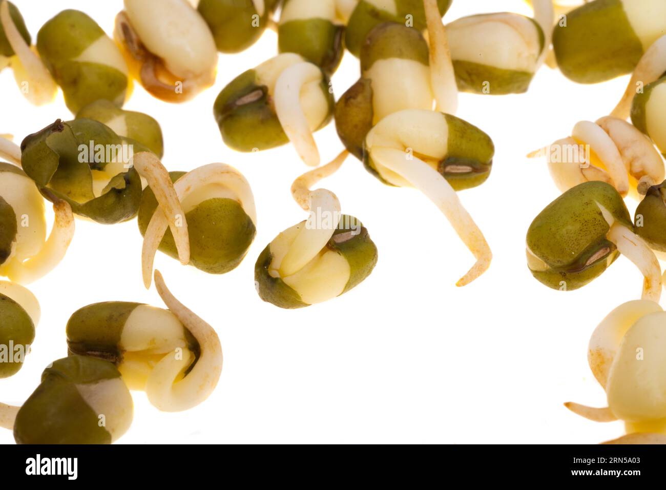 sprouted mung bean isolated on white background Stock Photo - Alamy