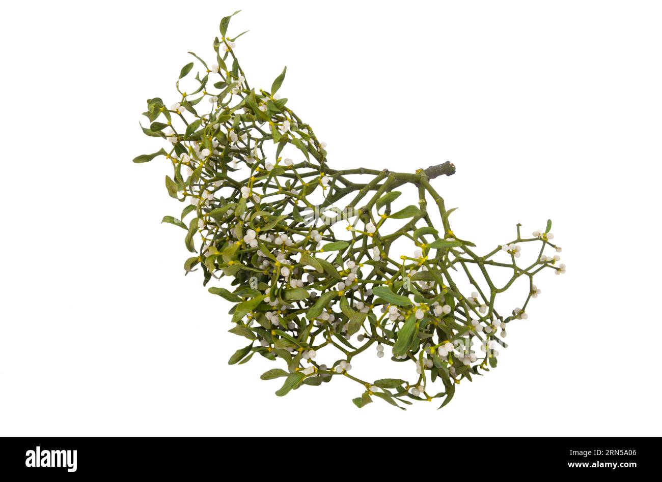 mistletoe isolated on white background Stock Photo - Alamy
