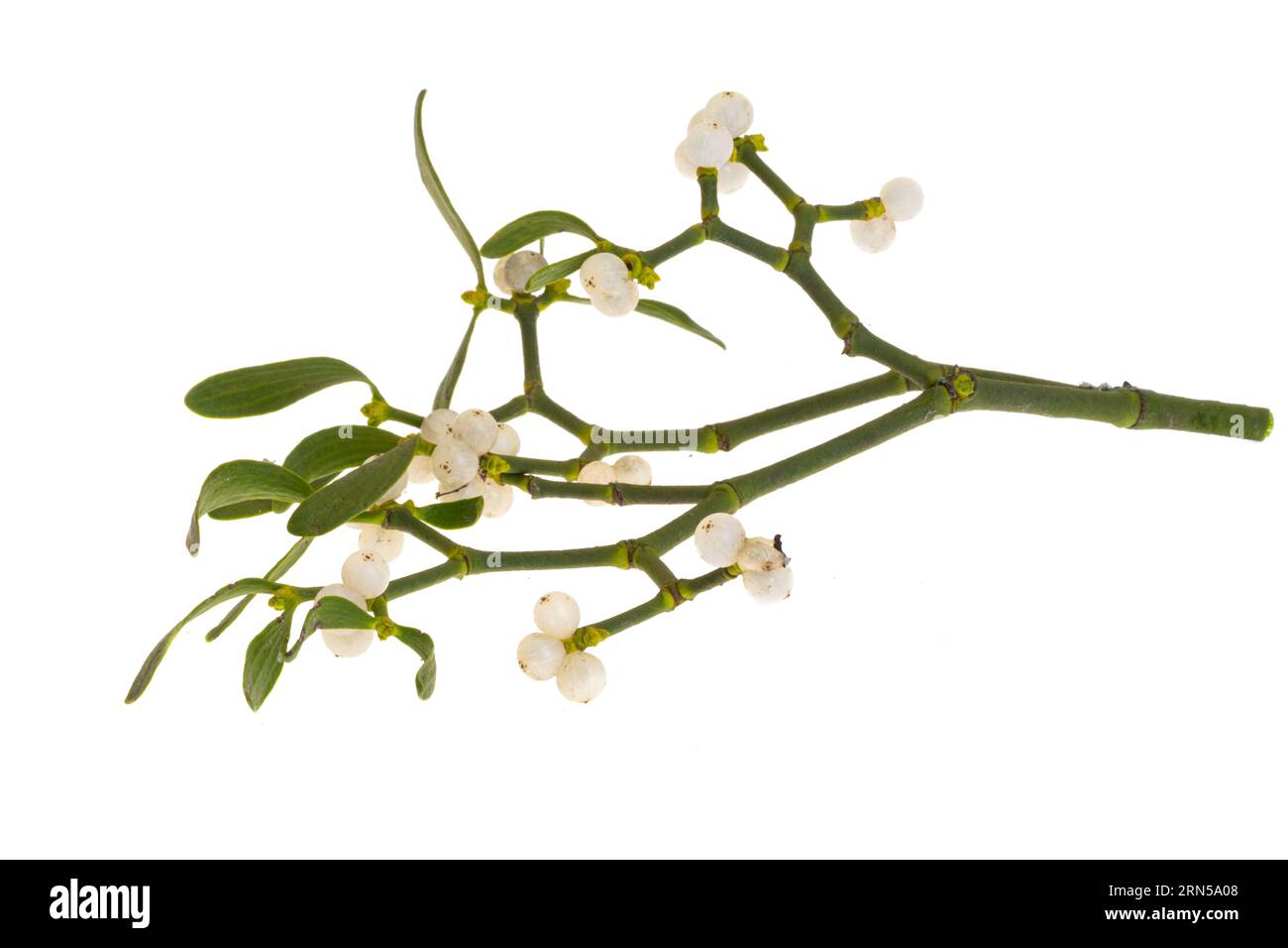 mistletoe isolated on white background Stock Photo - Alamy
