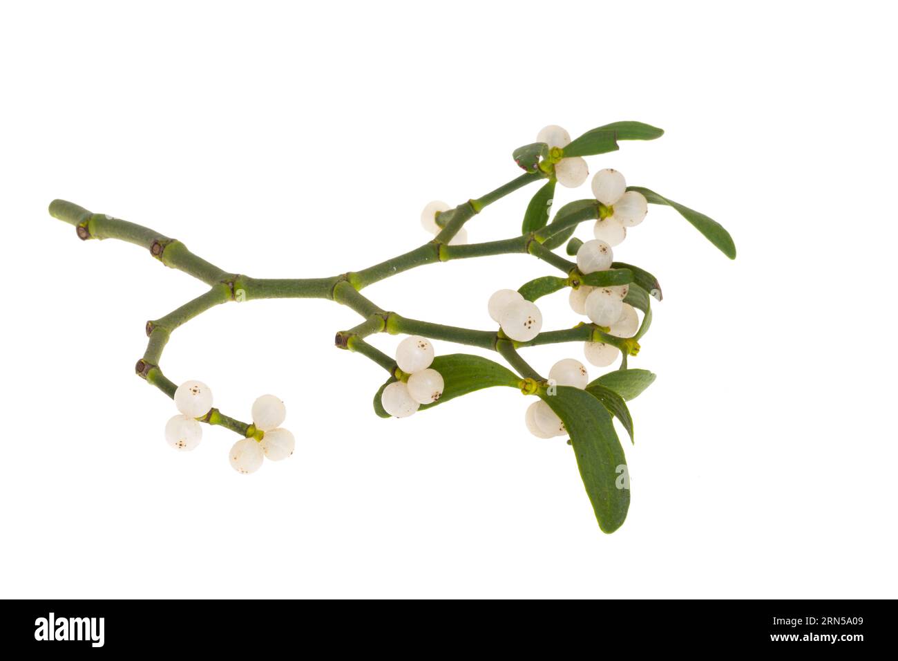 Winter flora mistletoe plant Cut Out Stock Images & Pictures - Alamy