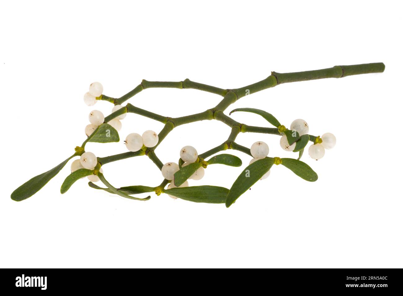 mistletoe isolated on white background Stock Photo - Alamy
