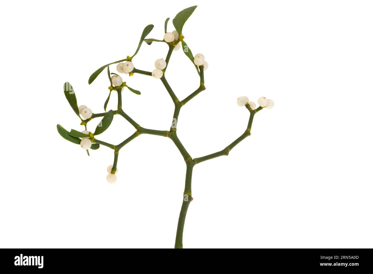 mistletoe isolated on white background Stock Photo - Alamy
