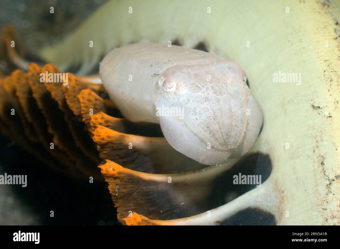 Small cuttlefish (Sepia latimanus) with a sea pen (Pteroides sp.) Rinca ...