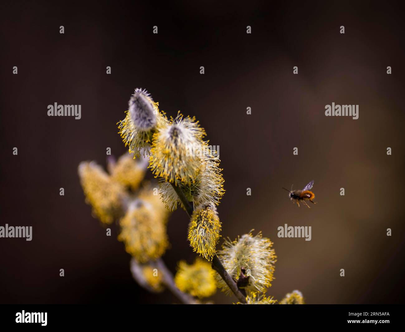 Bees gather nectar on willow catkins in the first warm rays of sunshine ...