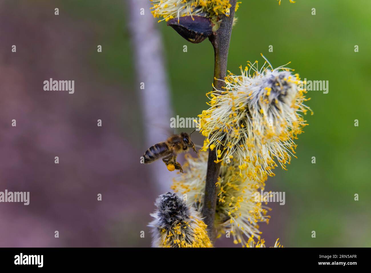 Bees gather nectar on willow catkins in the first warm rays of sunshine ...