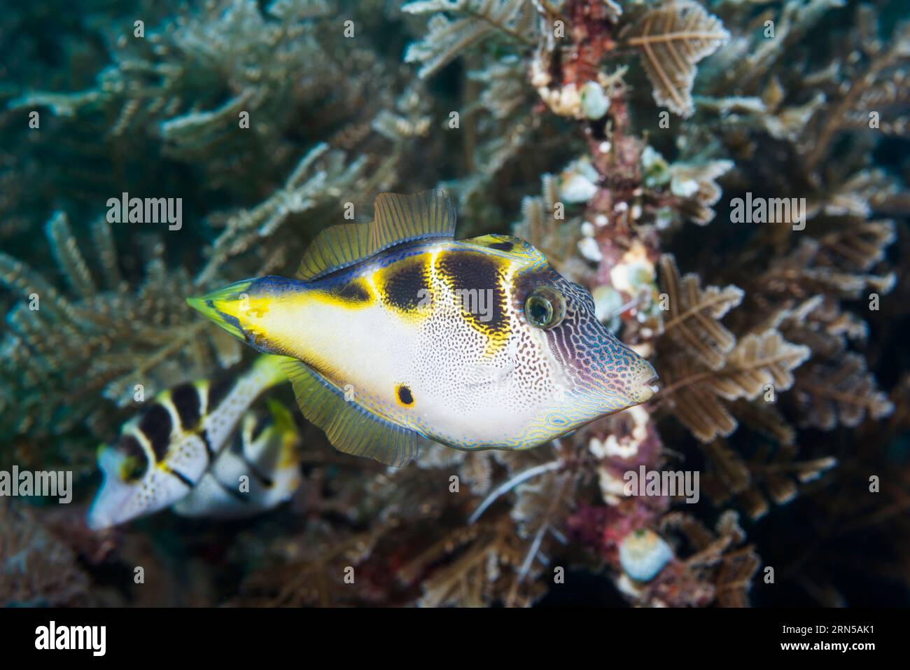 Mimic leatherjacket or Blacksaddle mimic [Paraluteres prionurus]. Bali ...