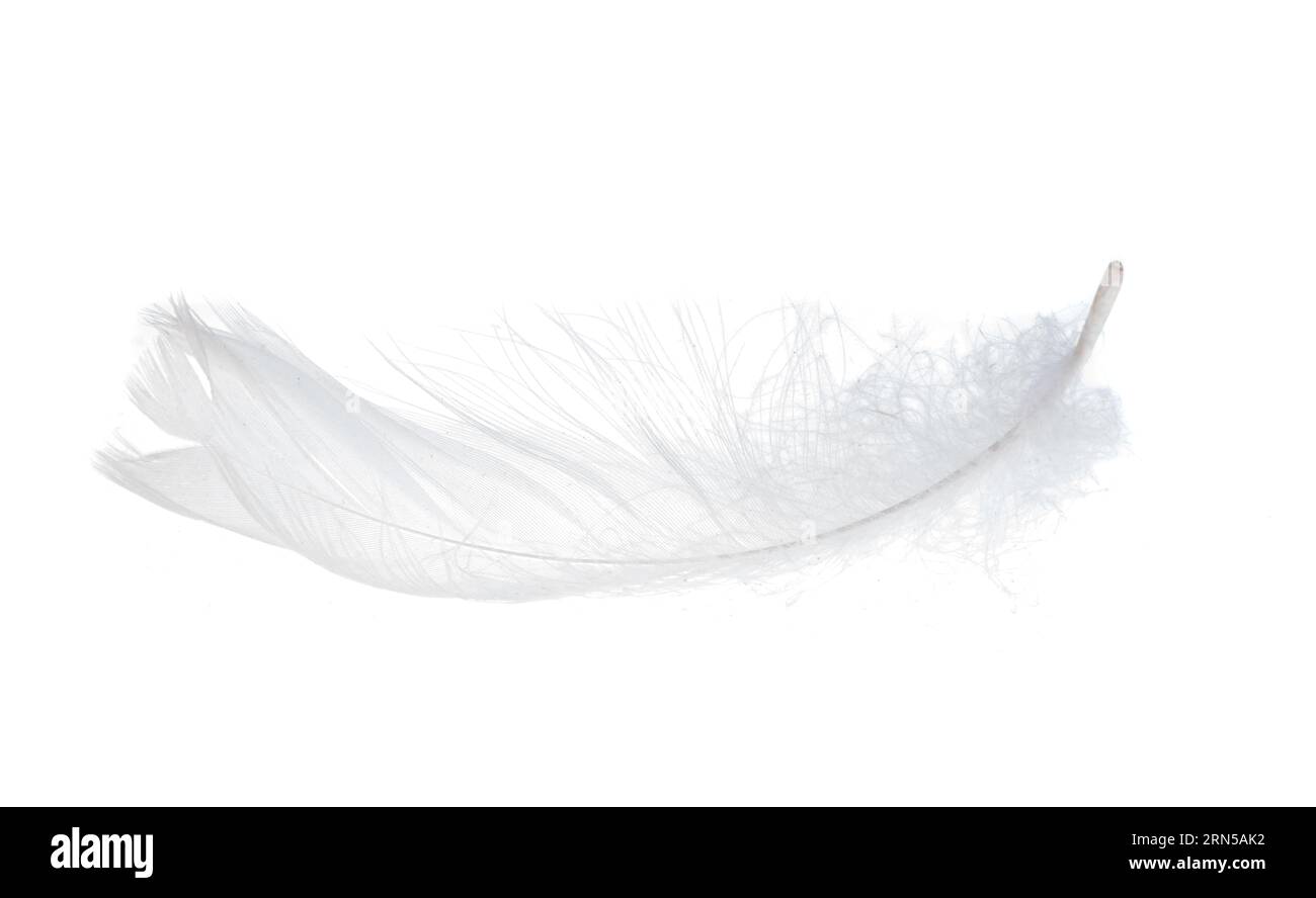 swan feather isolated on white background Stock Photo - Alamy