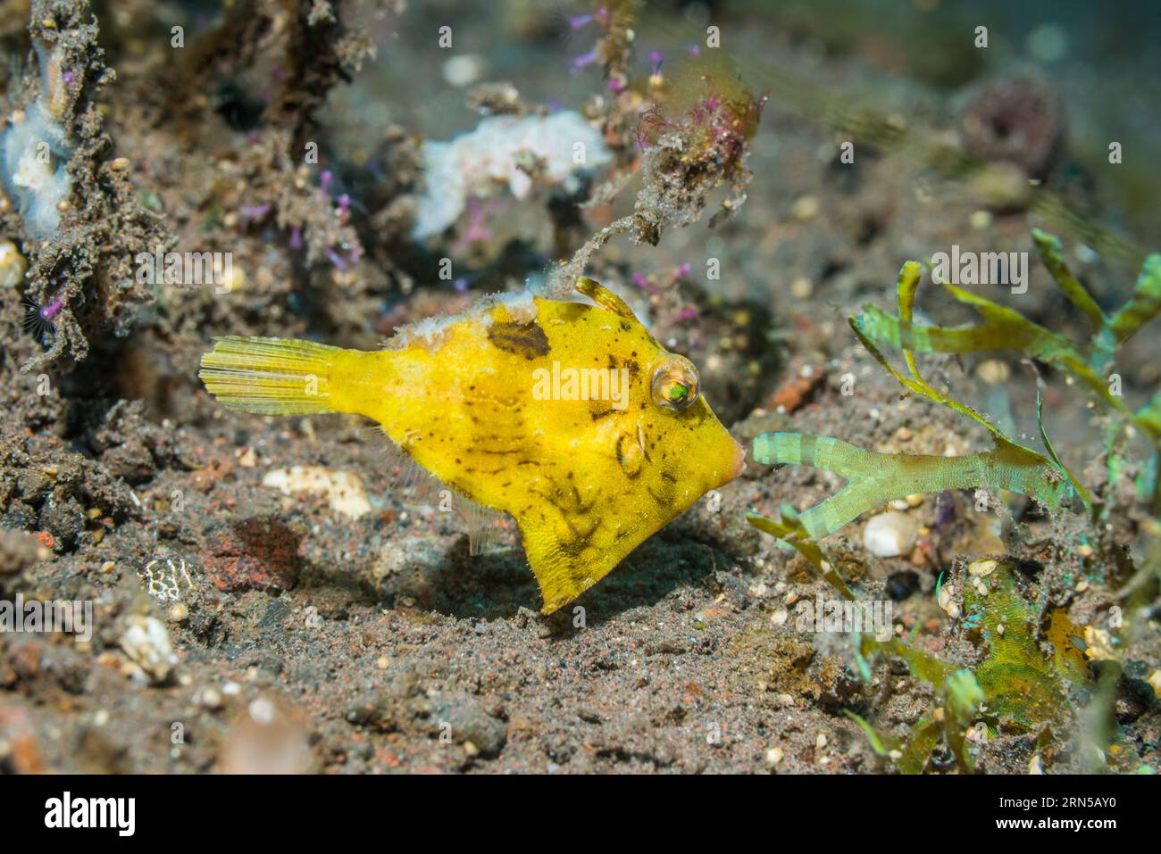 Seagrass filefish [Acreichthys tomentosus], yellow phase. Tulamben ...