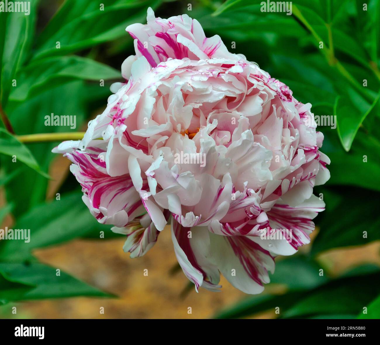 Single variegated white with pink striped peony flower variety Candy ...