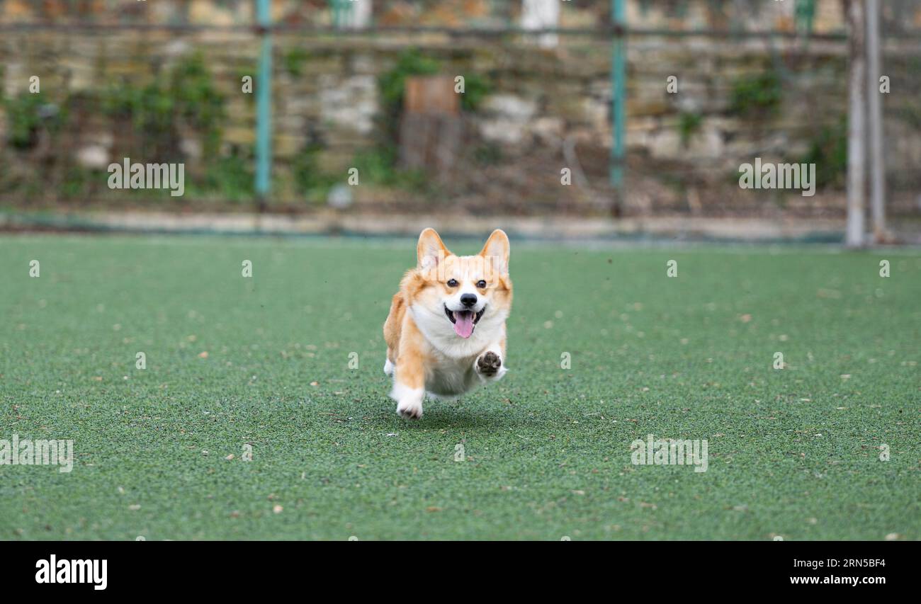 Welsh corgi agility hi-res stock photography and images - Alamy