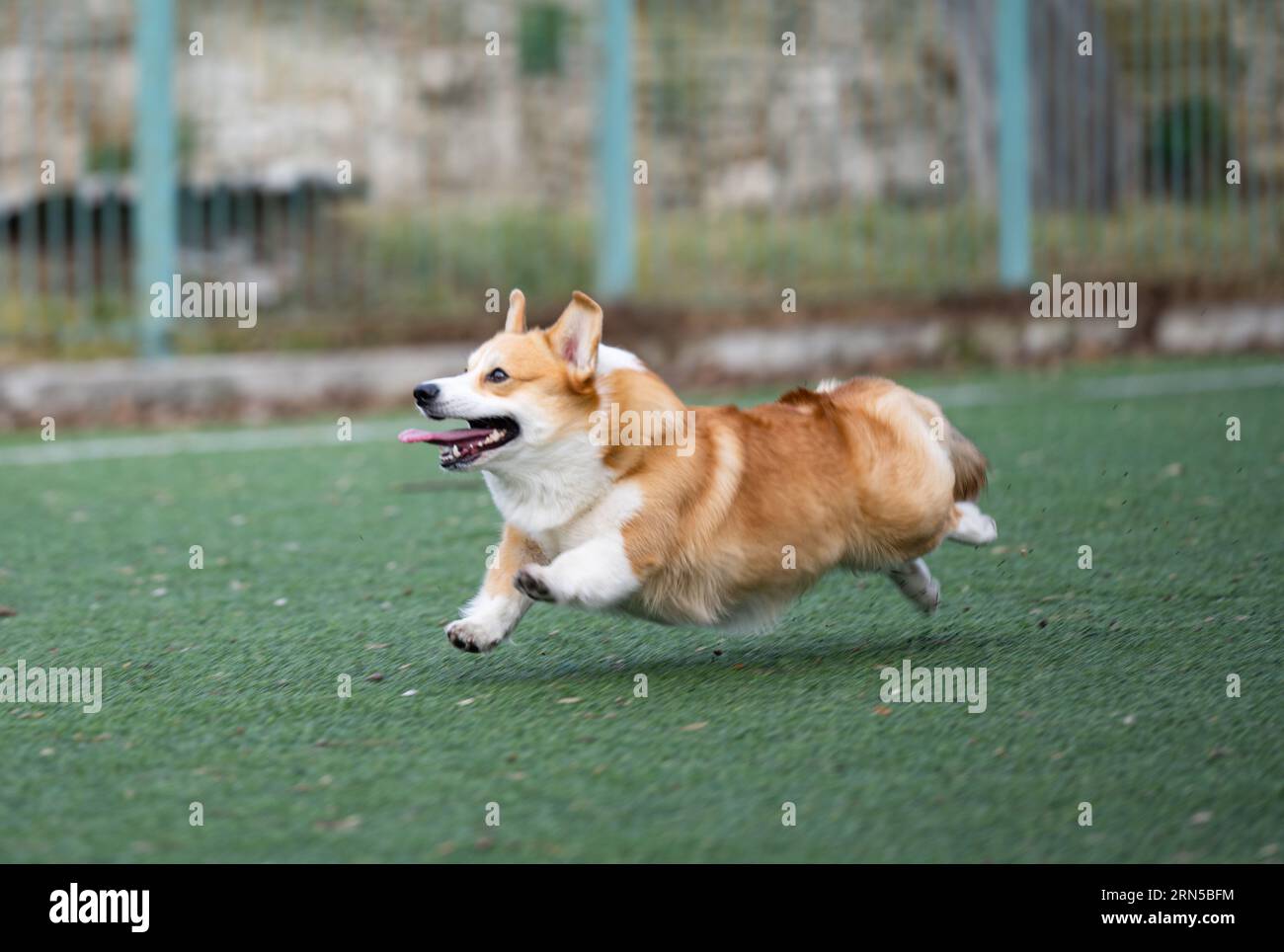 Welsh corgi agility hi-res stock photography and images - Alamy