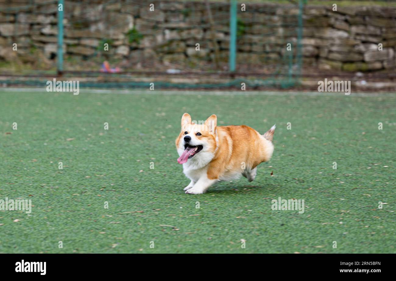 Welsh corgi agility hi-res stock photography and images - Alamy