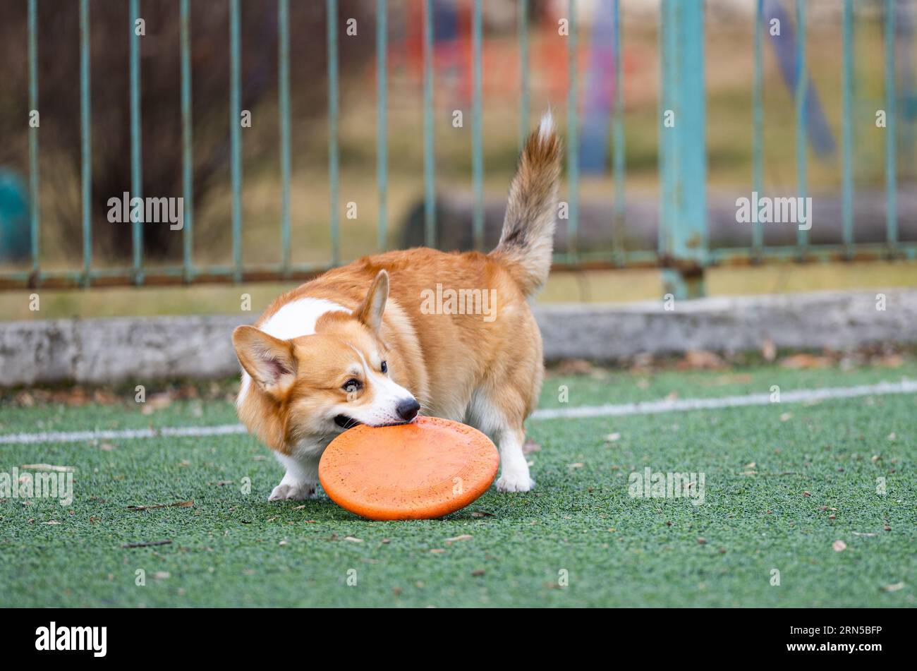 Welsh corgi agility hi-res stock photography and images - Alamy