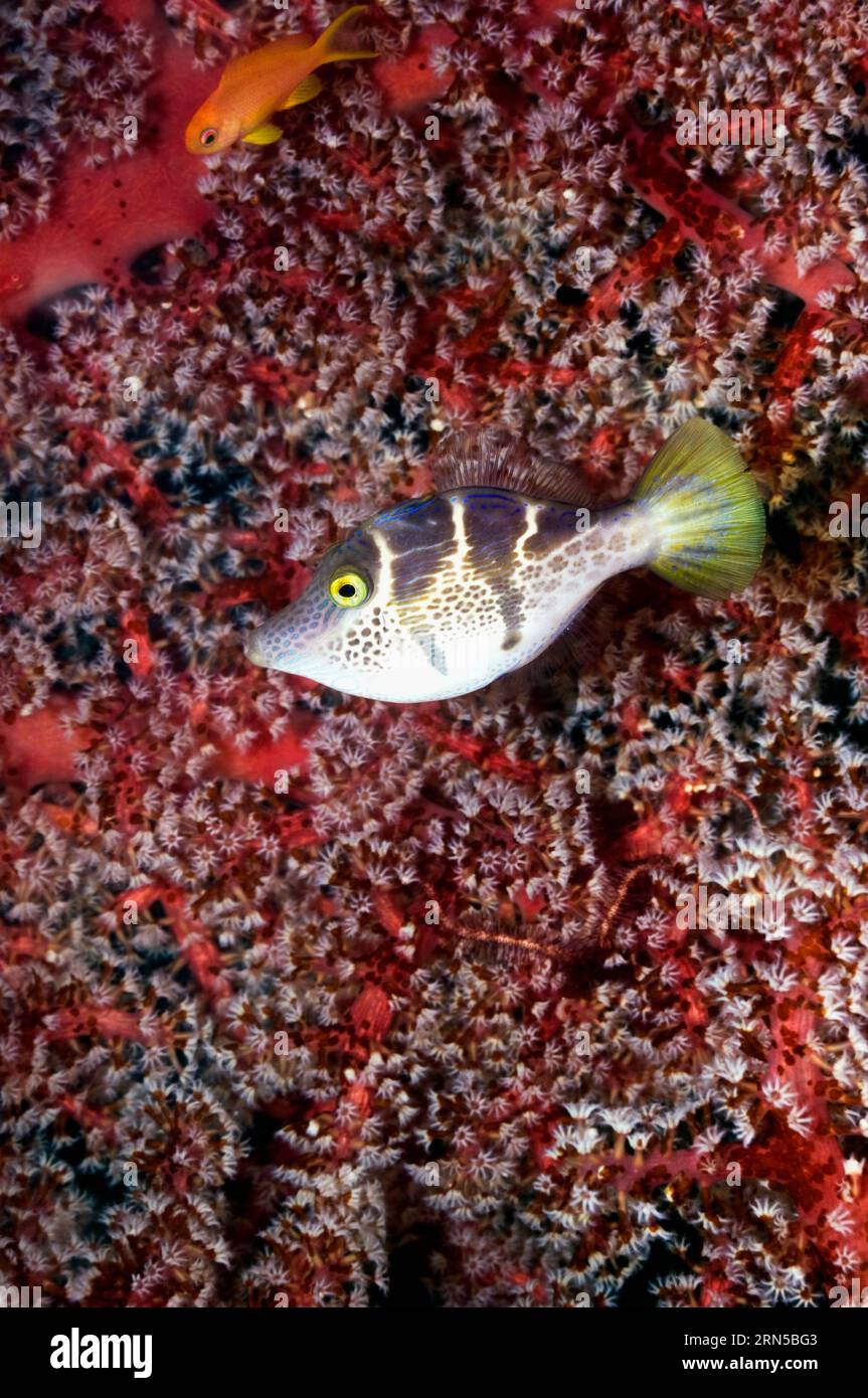 Blacksaddle mimic filefish (Paraluteres prionurus) swimming past soft ...