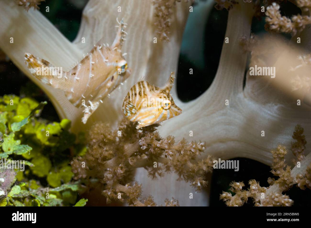 Radial filefish [Acreichthys radiatus] amongst soft coral branches ...