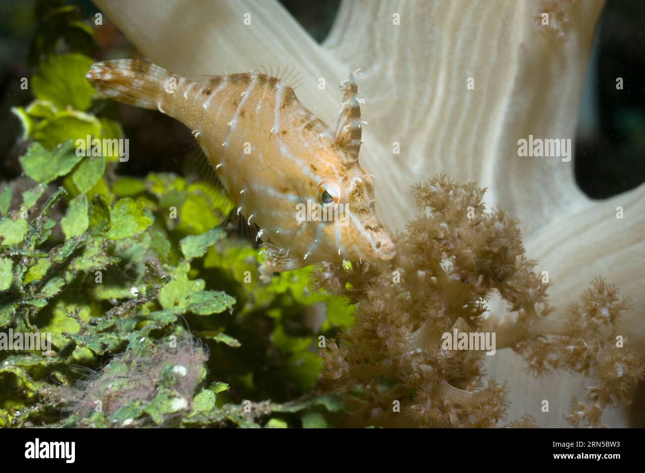Radial filefish [Acreichthys radiatus] amongst soft coral branches ...