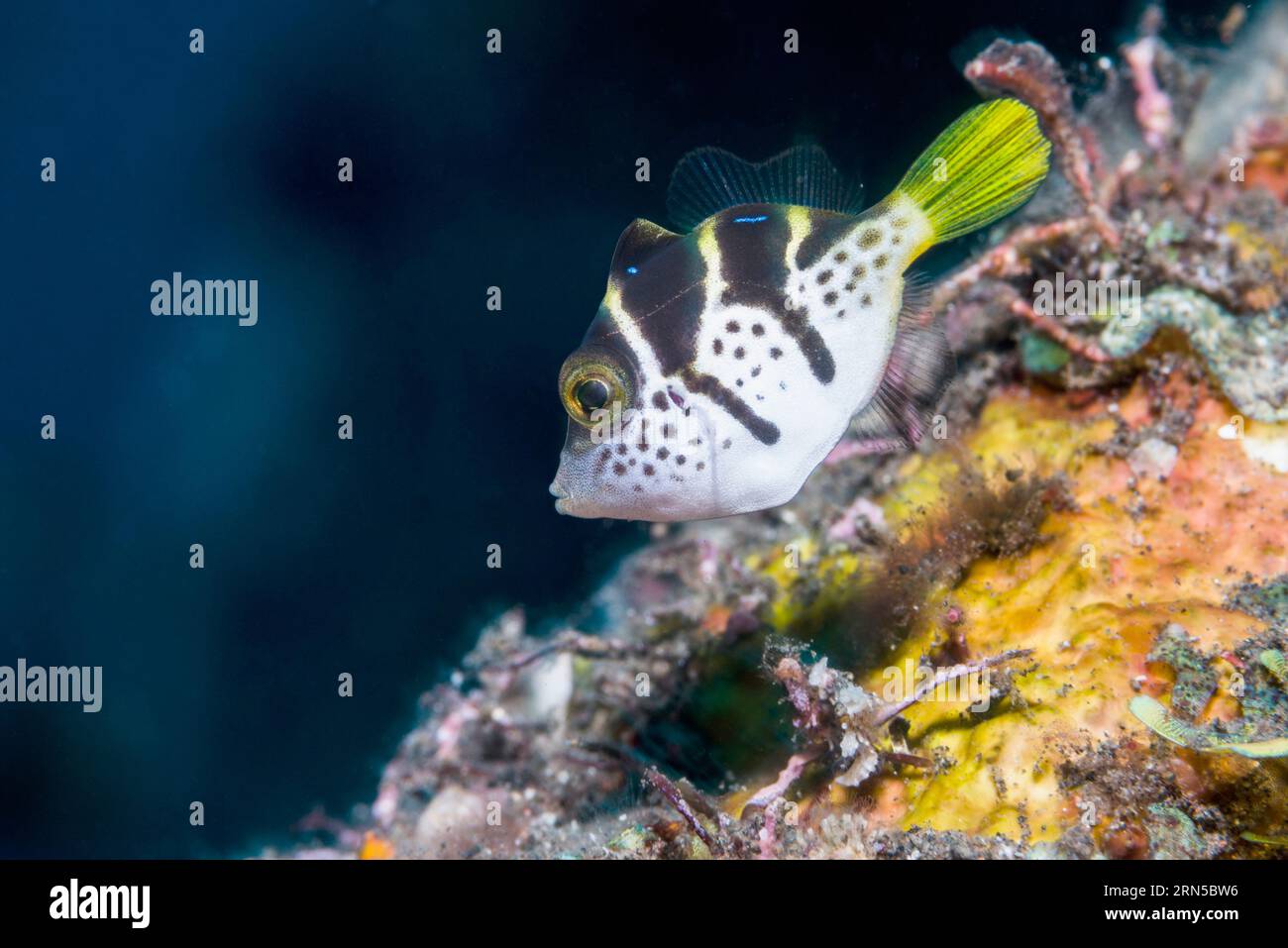 Juvenile Mimic leatherjacket or Blacksaddle mimic [Paraluteres ...