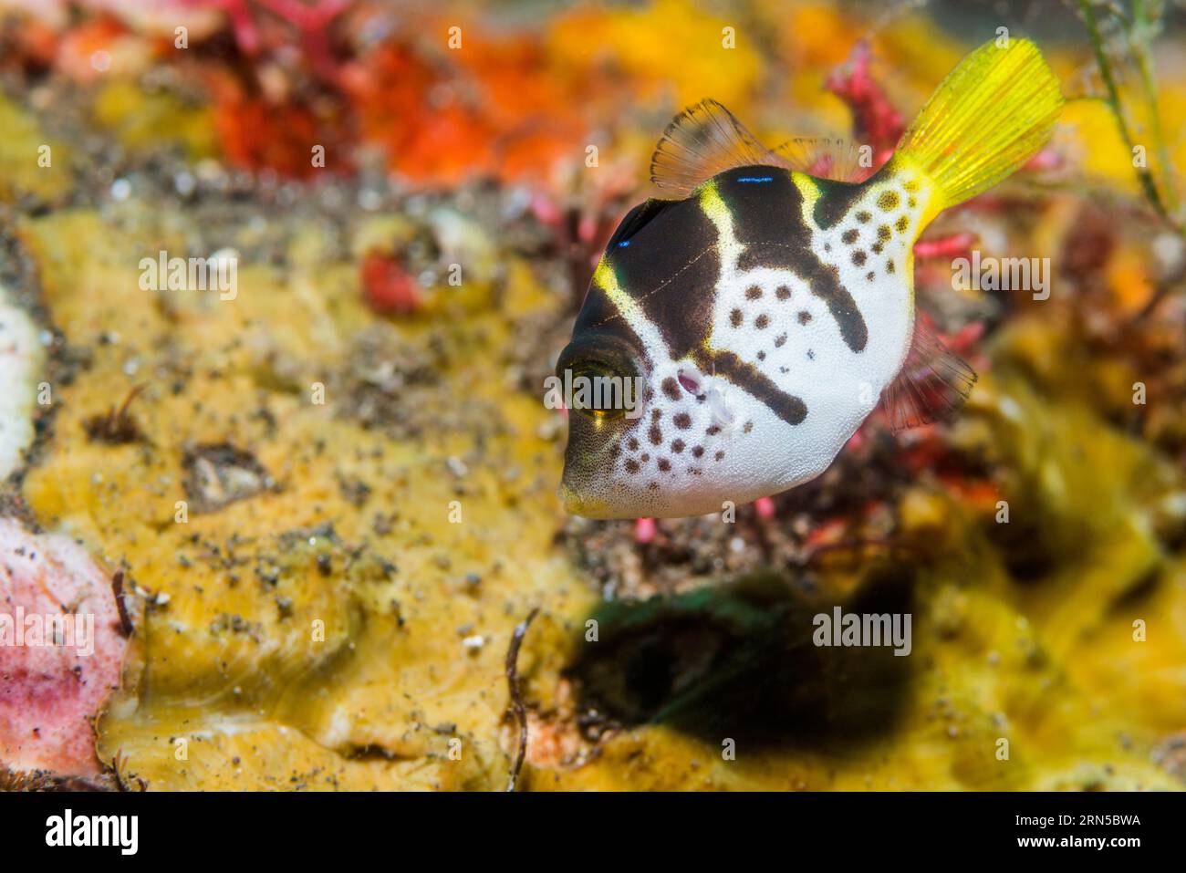 Juvenile Mimic leatherjacket or Blacksaddle mimic [Paraluteres ...