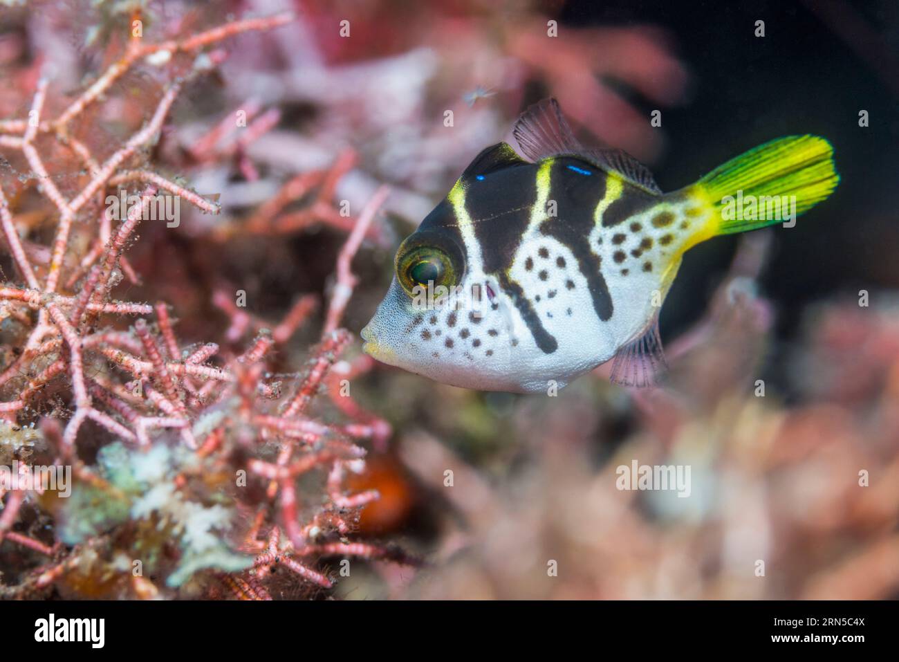 Juvenile Mimic leatherjacket or Blacksaddle mimic [Paraluteres ...