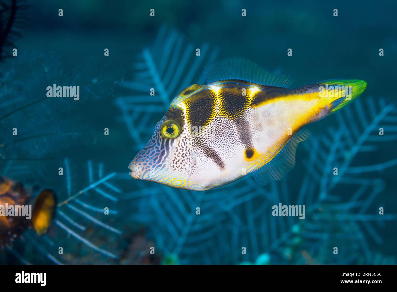 Mimic leatherjacket or Blacksaddle mimic [Paraluteres prionurus]. Bali ...