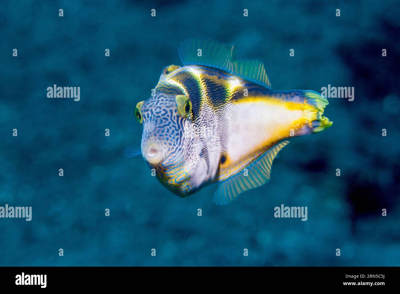 Mimic leatherjacket or Blacksaddle mimic [Paraluteres prionurus]. Bali ...