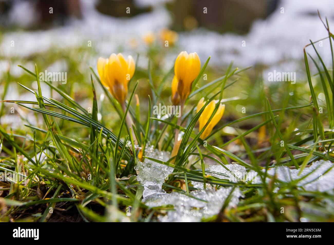 Crocuses push through the snow cover after a warm winter Stock Photo ...