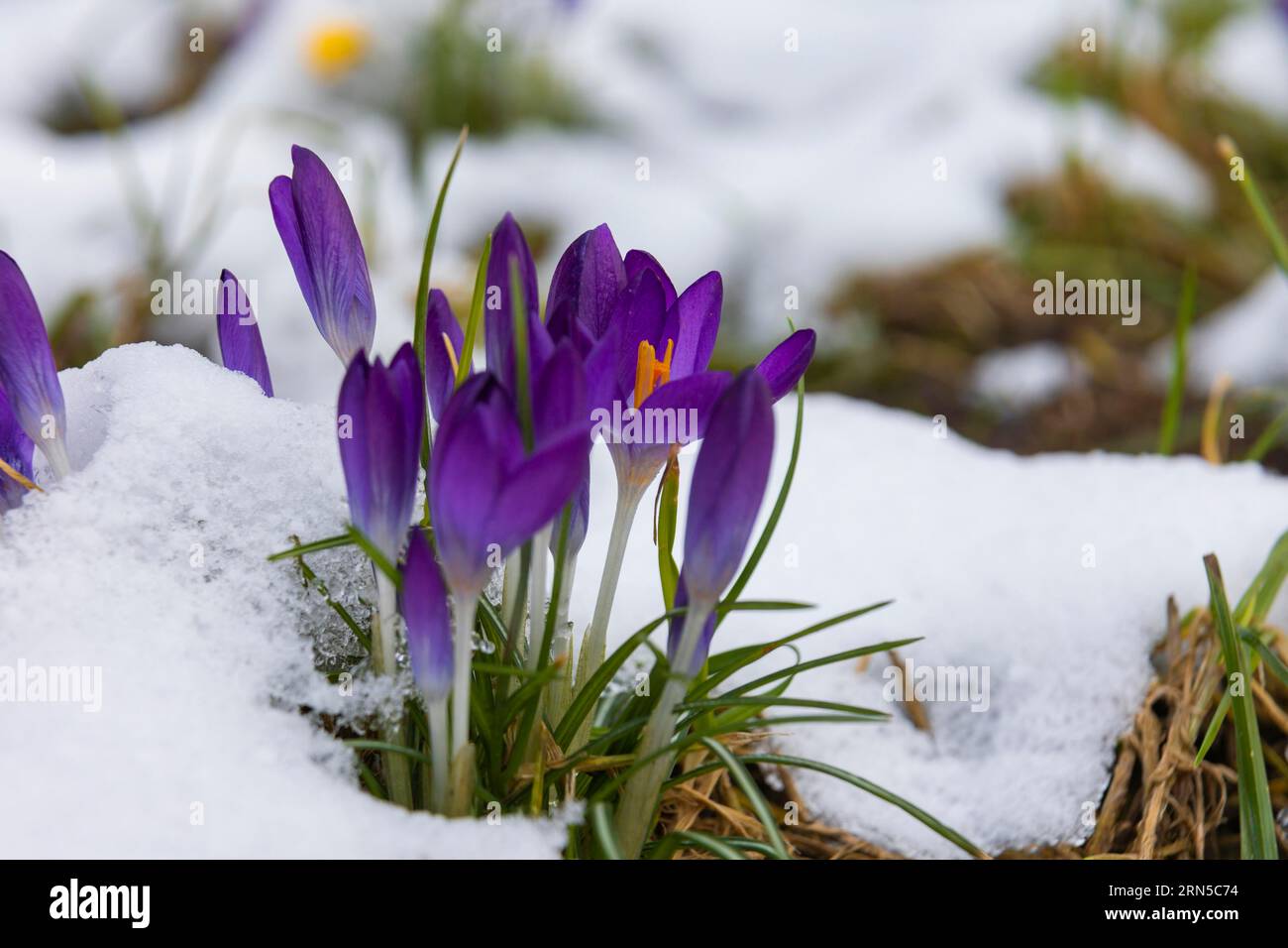 Crocuses push through the snow cover after a warm winter Stock Photo ...