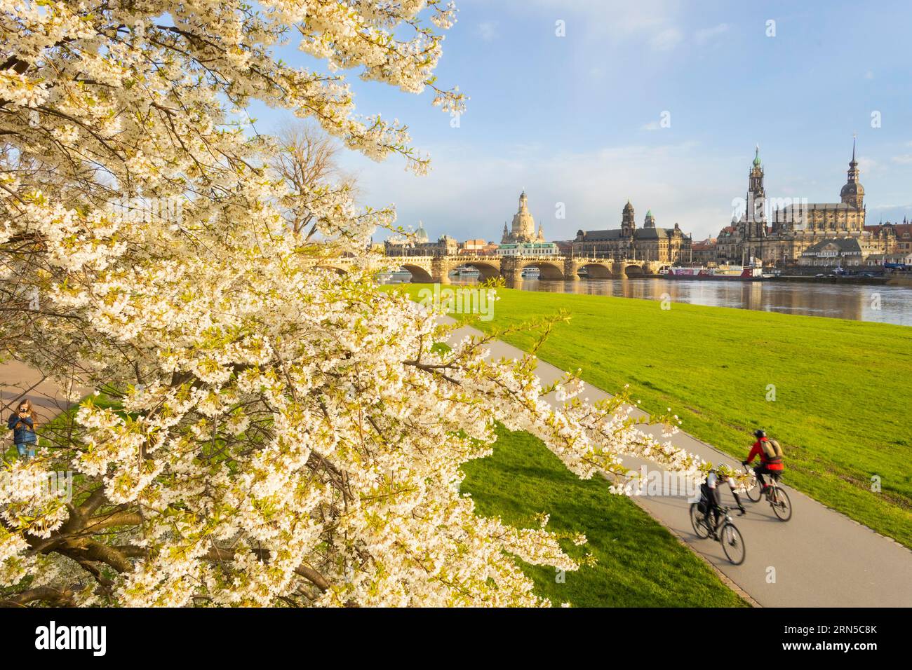 The blossoming cherry trees on the Neustaedter Elbufer in Dresden, are ...