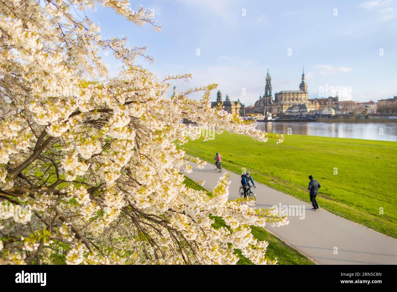The blossoming cherry trees on the Neustaedter Elbufer in Dresden, are ...