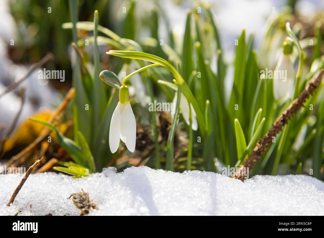 Snowdrops are the first harbingers of spring and are also pushing ...