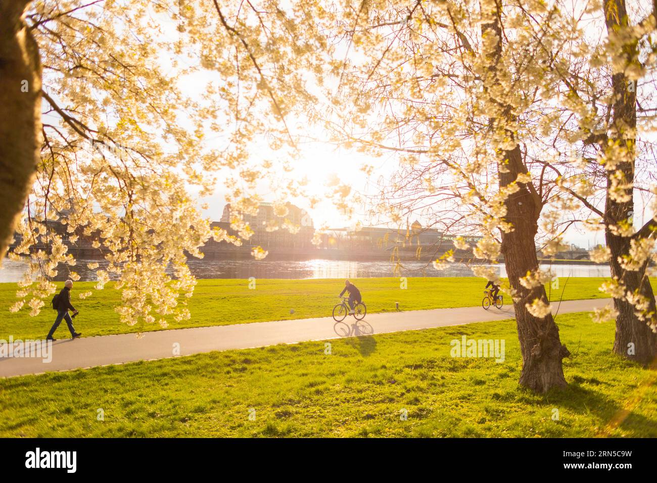 The blossoming cherry trees on the Neustaedter Elbufer in Dresden, are ...