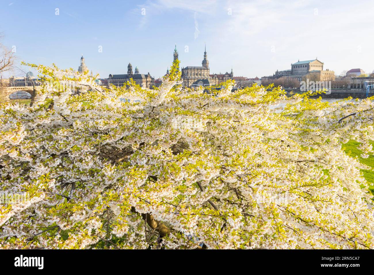 The blossoming cherry trees on the Neustaedter Elbufer in Dresden are ...