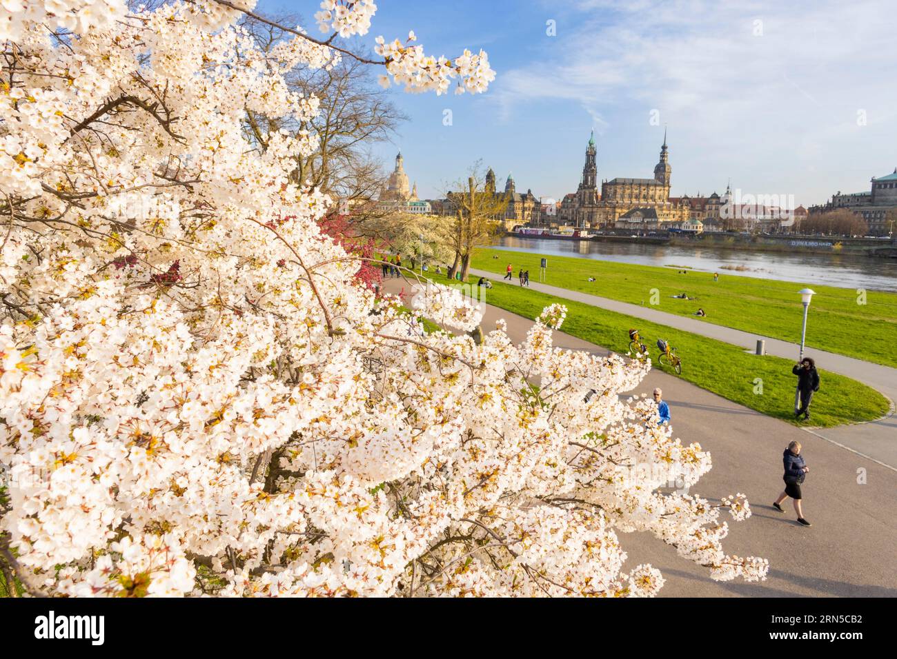 The blossoming cherry trees on the Neustaedter Elbufer in Dresden are ...