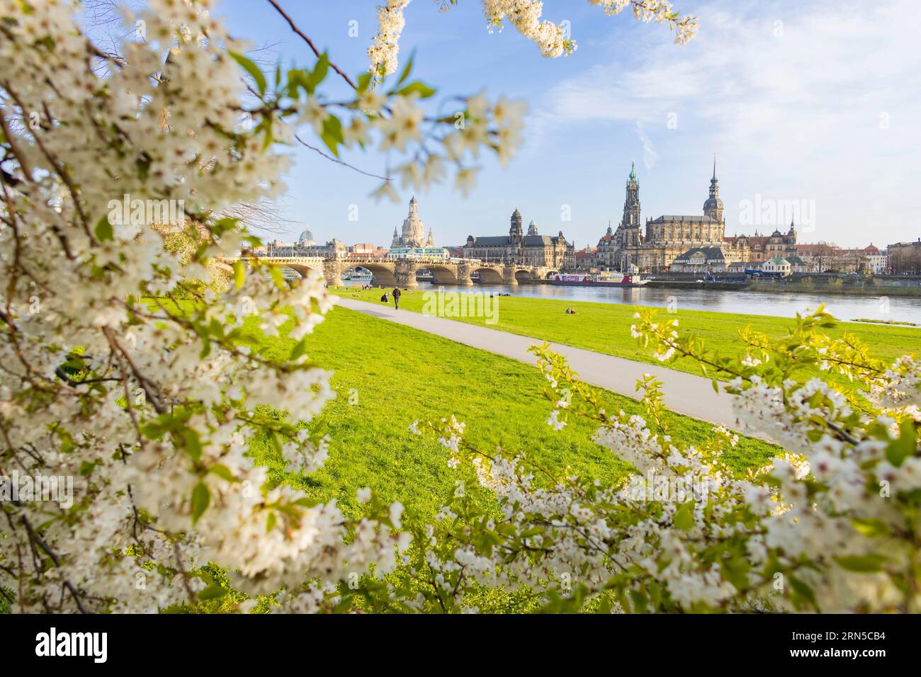 The blossoming cherry trees on the Neustaedter Elbufer in Dresden are ...